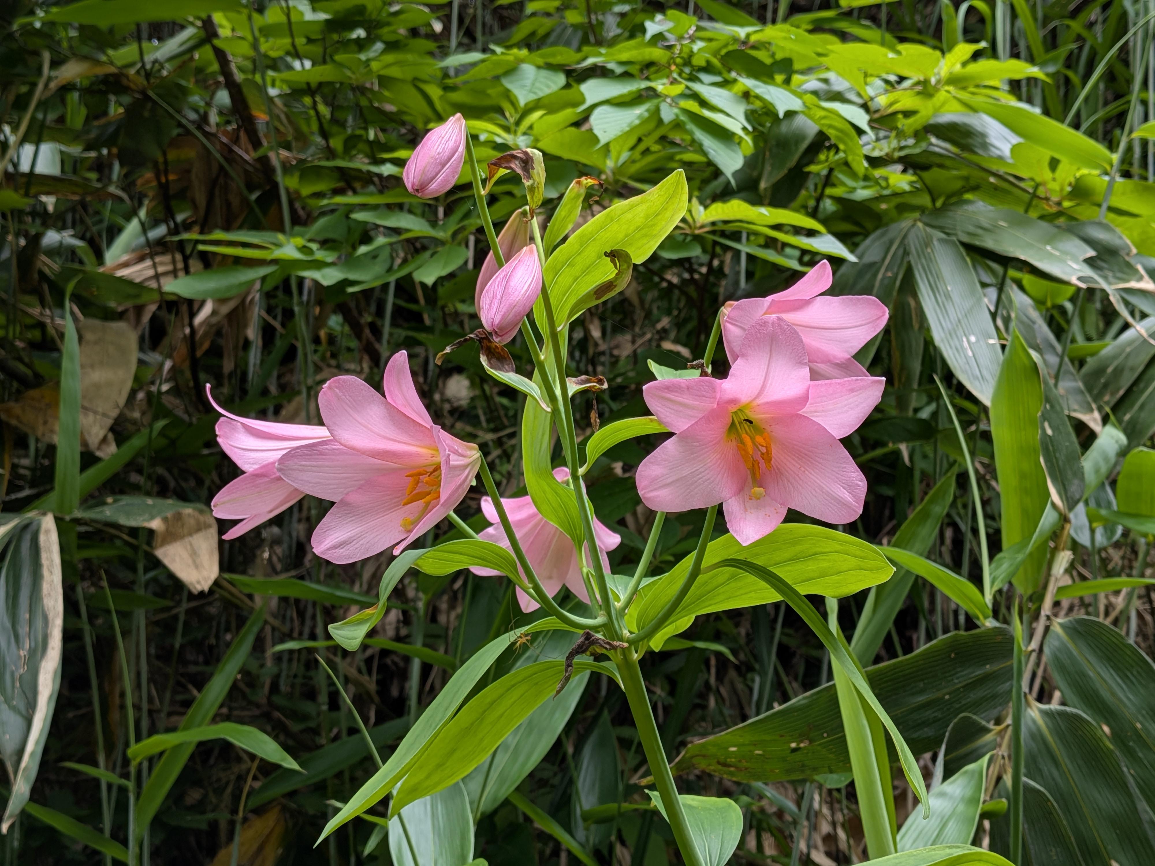 楢山峠の姫様だよ / mitsuさんの長岡市 東エリアの活動データ | YAMAP / ヤマップ