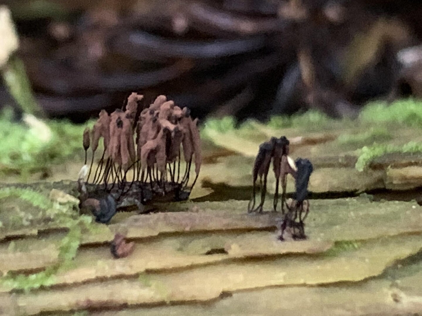 金剛山 変形菌天国 / MSKさんの金剛山・二上山・大和葛城山の活動データ | YAMAP / ヤマップ