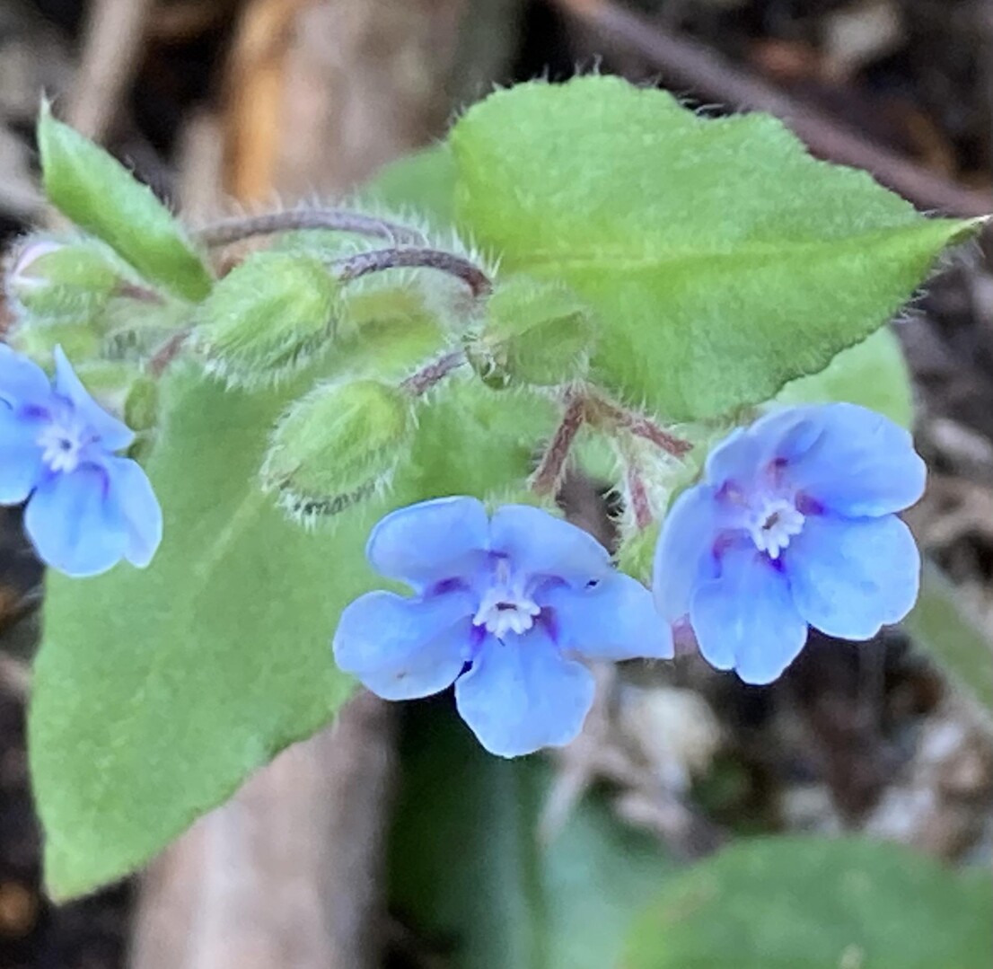 夫婦山（男峰）・夫婦山（女峰） / Masakoさんの夫婦山・祖父岳の活動データ | YAMAP / ヤマップ
