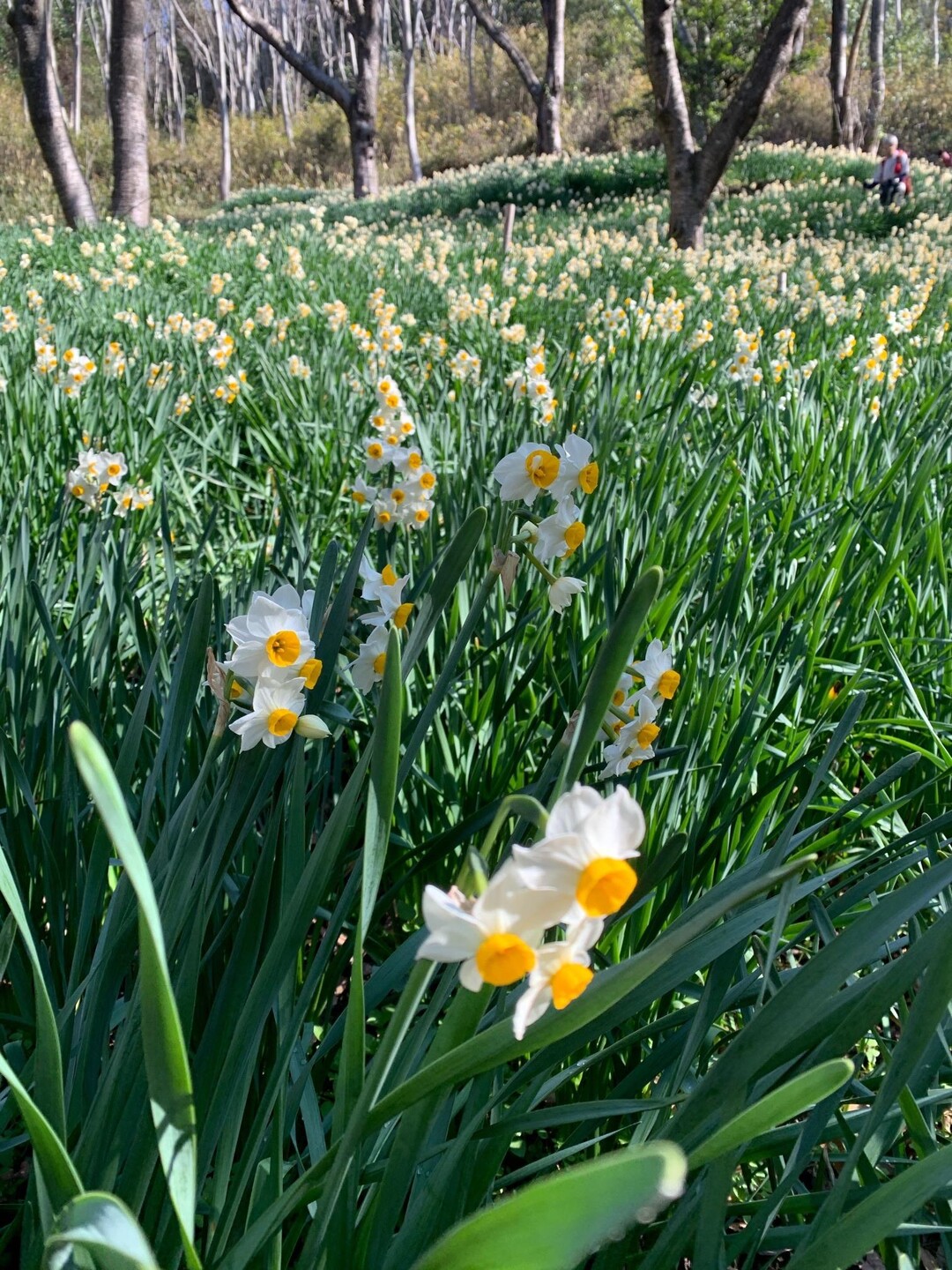 高尾山〜高安山 / iwanemanさんの明神山・玉手山の活動データ | YAMAP / ヤマップ