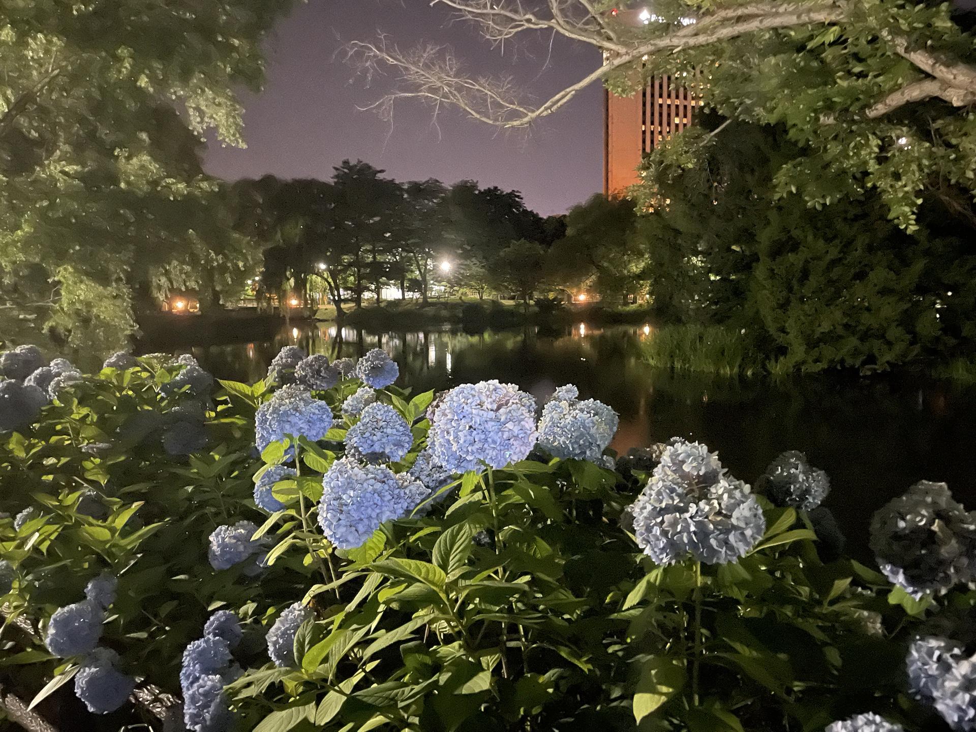 岡田山#10 🫀リハビリ夜散歩🚶 / RYUさんの藻岩山の活動データ | YAMAP / ヤマップ