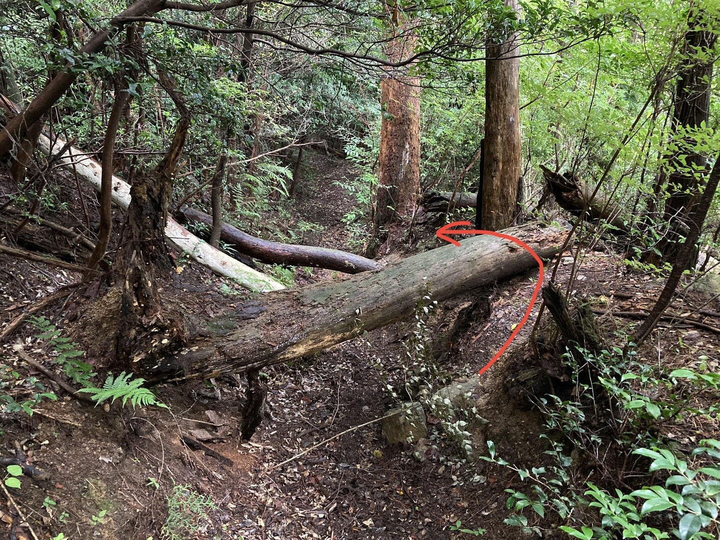 kazz309さんの投稿したフィールドメモ | YAMAP / ヤマップ