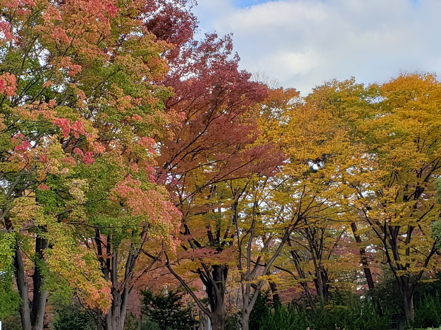 里(名古屋)の紅葉が深まりました。 / hanaさんのモーメント | YAMAP / ヤマップ