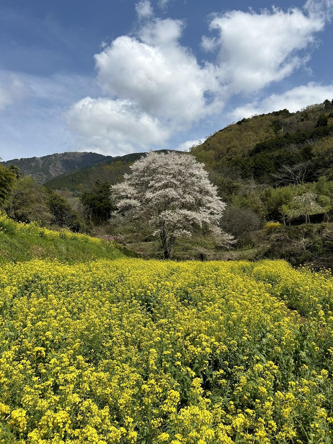 蓑毛の淡墨桜を見にいってきました。 桜と... / sachinaさんのモーメント | YAMAP / ヤマップ