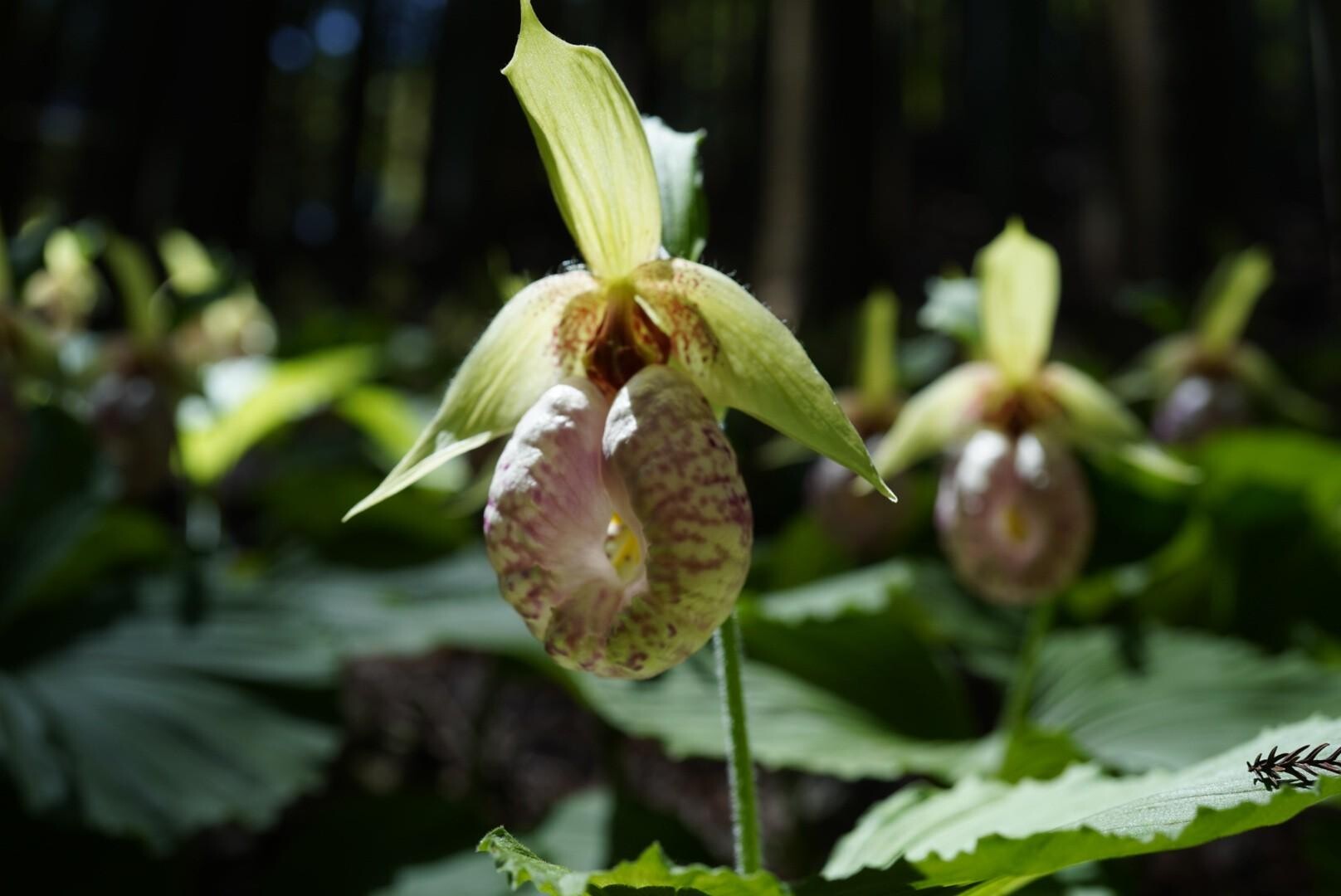 熊谷草 クマガイソウ やっと見ることがで... / kuu-nyanさんのモーメント | YAMAP / ヤマップ