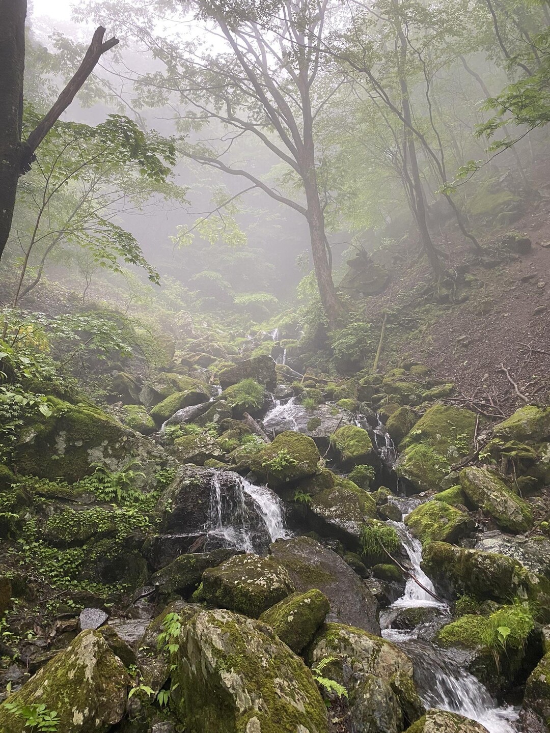 明神平、雨上がりの森 / motusan さんの桧塚奥峰・明神岳・薊岳の活動データ | YAMAP / ヤマップ