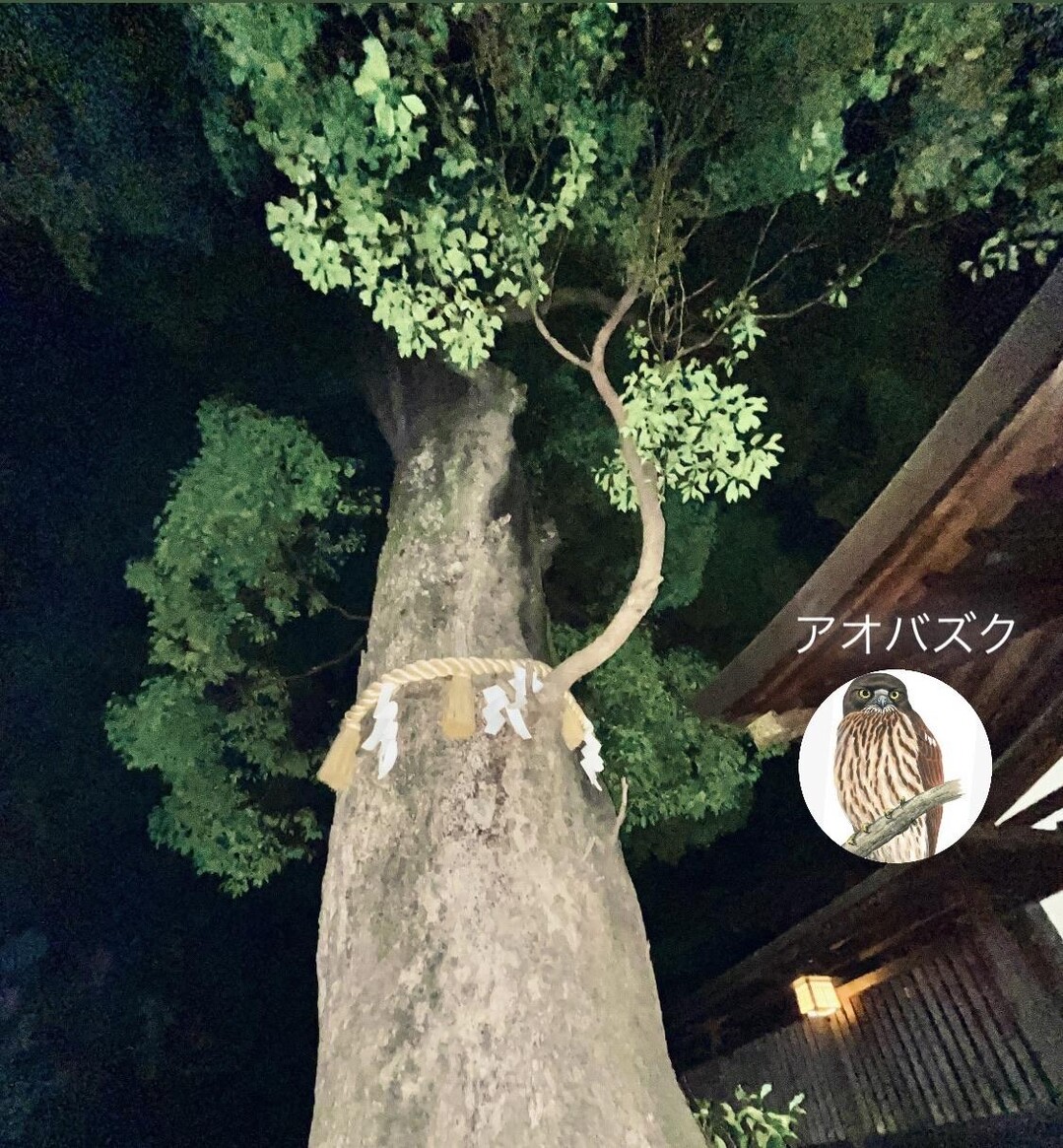 ˗ˏˋ歴史を感じるˎˊ˗ ナイトハイク 瓢箪山周辺／東大阪 / yayo.asaさんの生駒山・神津嶽・大原山の活動データ | YAMAP / ヤマップ