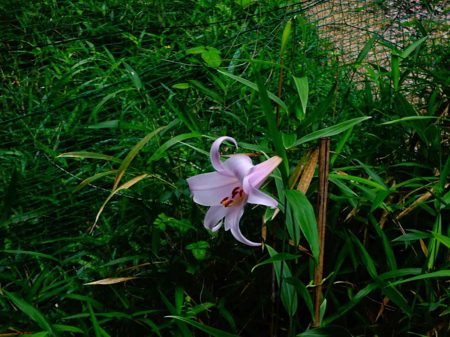 ⚜️神座の窟と伊勢山⚜️ / GREENさんの毛無山の活動データ | YAMAP / ヤマップ