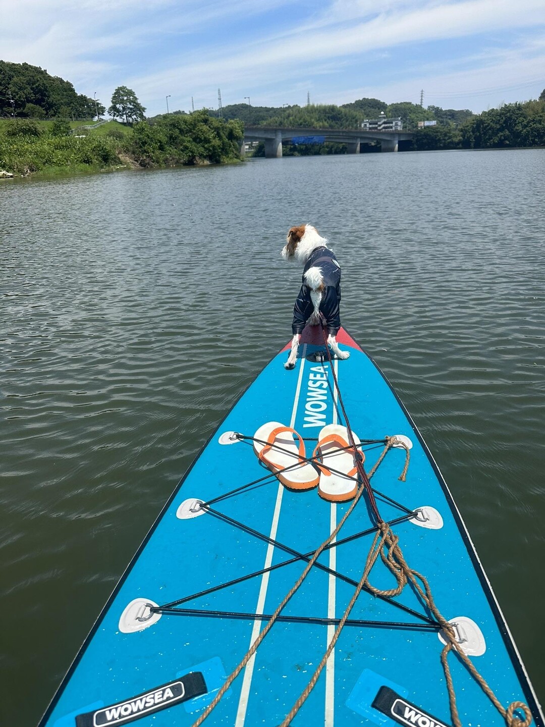 水源公園SUP DOG / 山本よさんのスタンドアップパドル(SUP)の活動日記 | YAMAP / ヤマップ