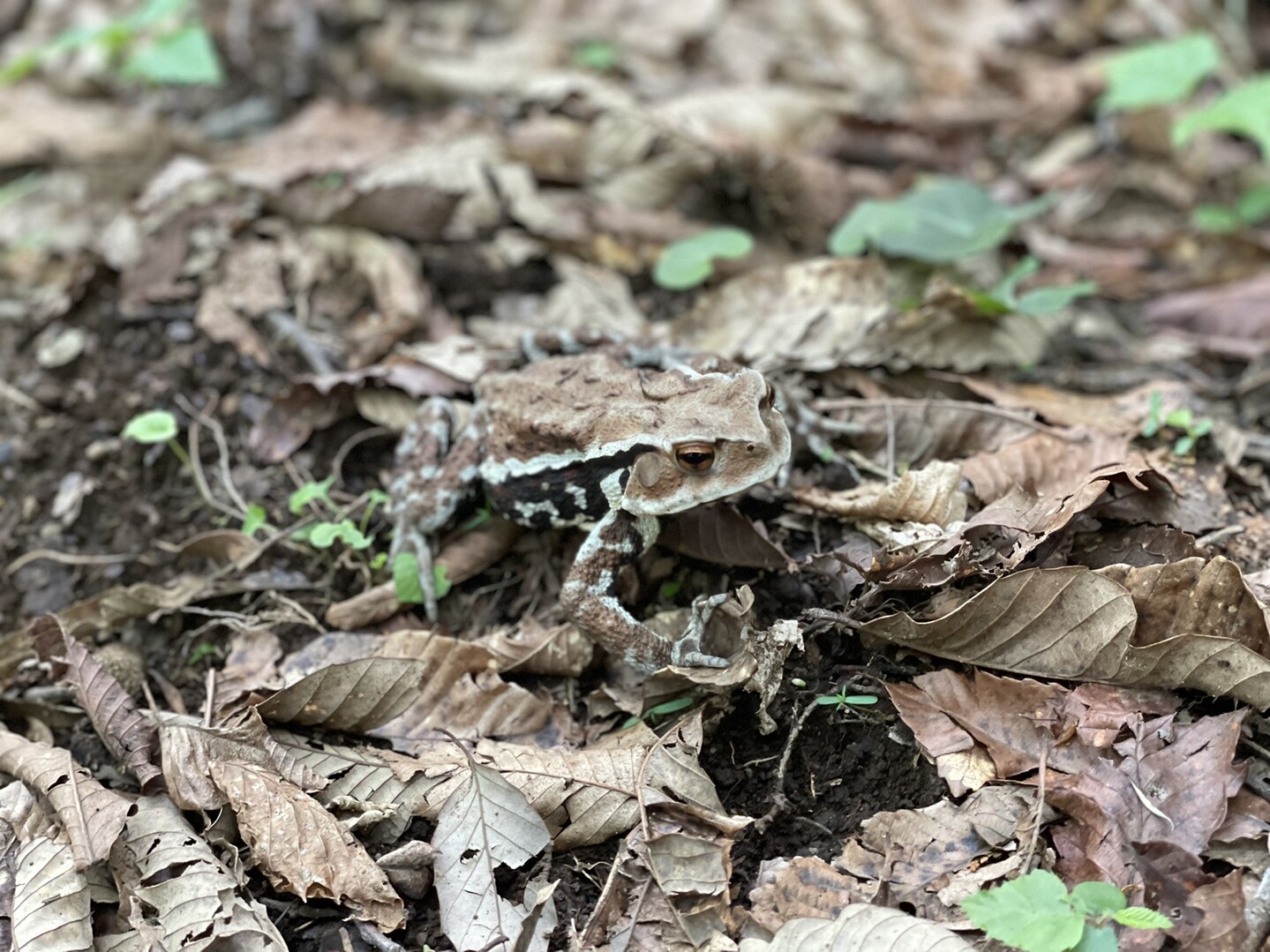 【熊に遭遇‼︎奥多摩縦走（後半）】都民の森〜三頭山〜御前山〜大岳山〜御嶽山〜日の出山〜武蔵五日市駅 三頭山・槇寄山・土俵岳の写真16枚目