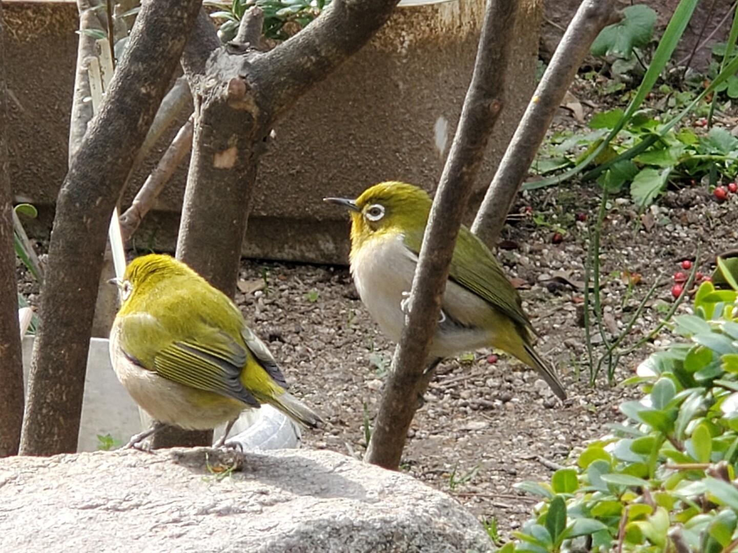 我が家に遊びに来るメジロちゃん。肥えてま... / inamonさんのモーメント | YAMAP / ヤマップ
