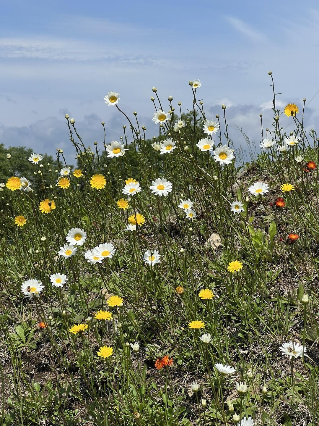 🚙ポロモイ山etcリベンジ🚙 / 翠chan🐖さんのポロモイ山の活動データ | YAMAP / ヤマップ