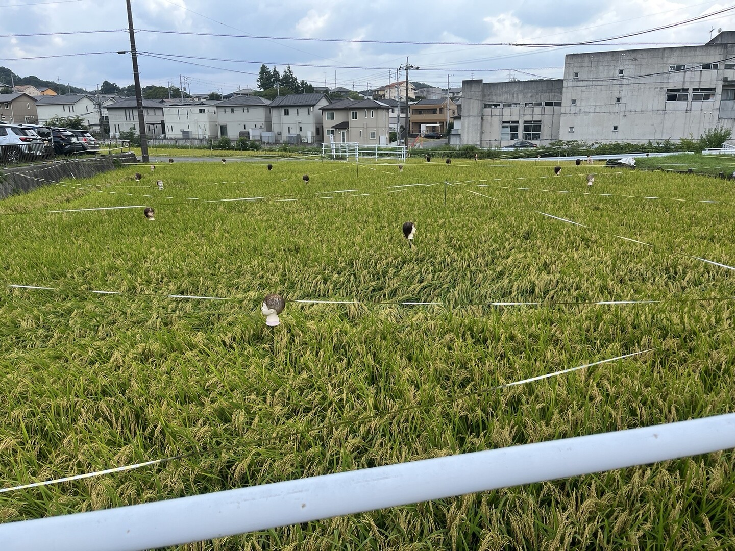 厳戒態勢 / つばくろさんのモーメント | YAMAP / ヤマップ