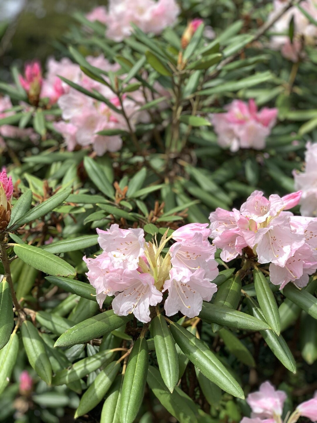 粟ヶ岳・高塚山・岳山 / naniさんの粟ヶ岳の活動データ | YAMAP / ヤマップ