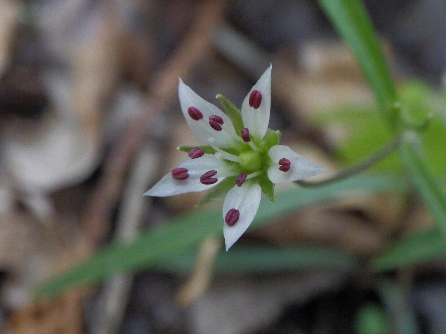 23.04.04 筑波山 長靴ヤスさん... / TAKKUNさんのモーメント | YAMAP / ヤマップ