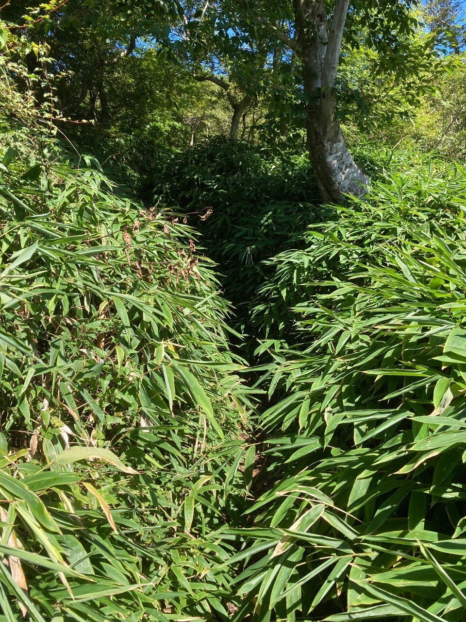 freddietさんの投稿したフィールドメモ | YAMAP / ヤマップ