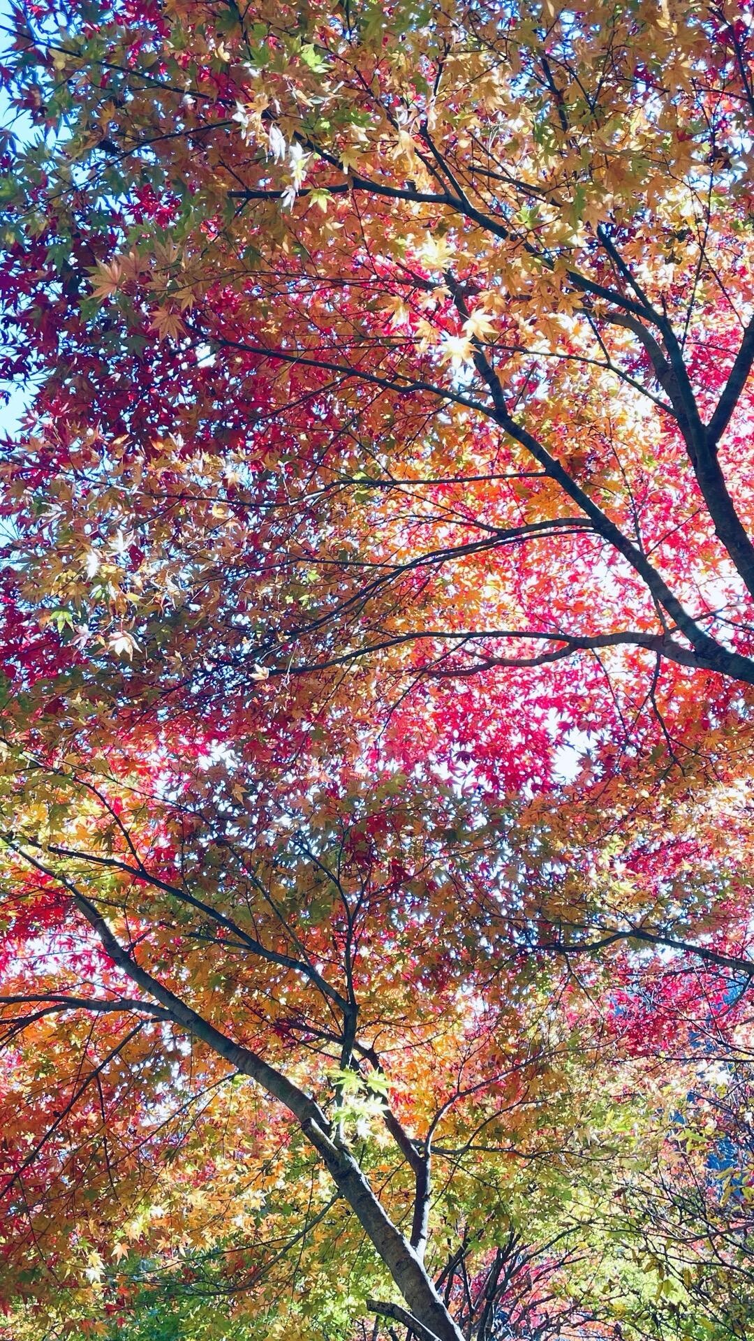 晩秋の両神山🍁2日目 / IKUKOさんの両神山・諏訪山・二子山の活動データ | YAMAP / ヤマップ