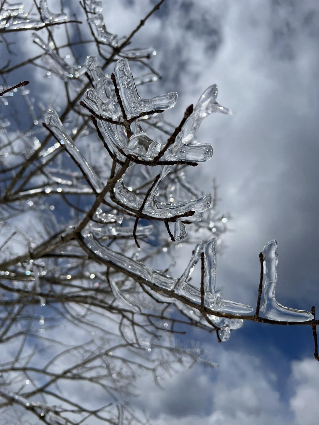 陣馬形山 / neko☆🐻さんの陣馬形山の活動データ | YAMAP / ヤマップ