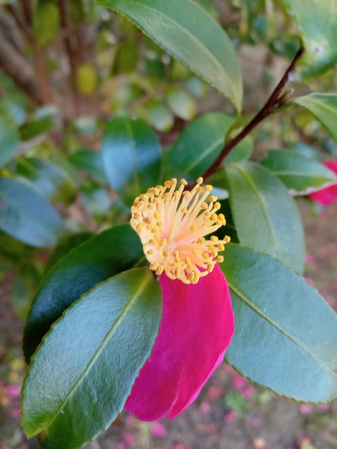 ちょっとそこまで、 / yuusenさんのモーメント | YAMAP / ヤマップ