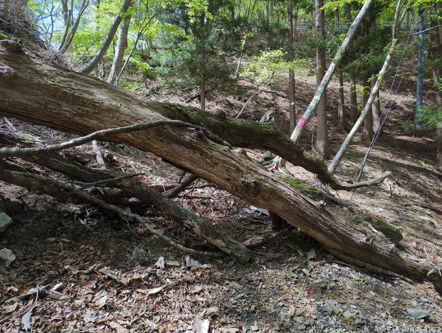 poohさんの投稿したフィールドメモ | YAMAP / ヤマップ