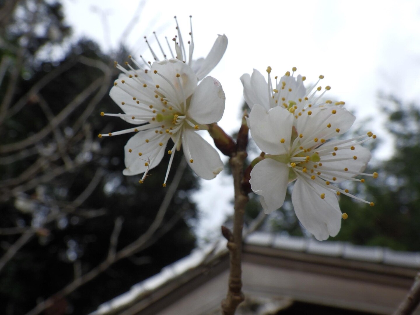 おかわり 火山 / motomickyさんの可也山・火山の活動データ | YAMAP / ヤマップ