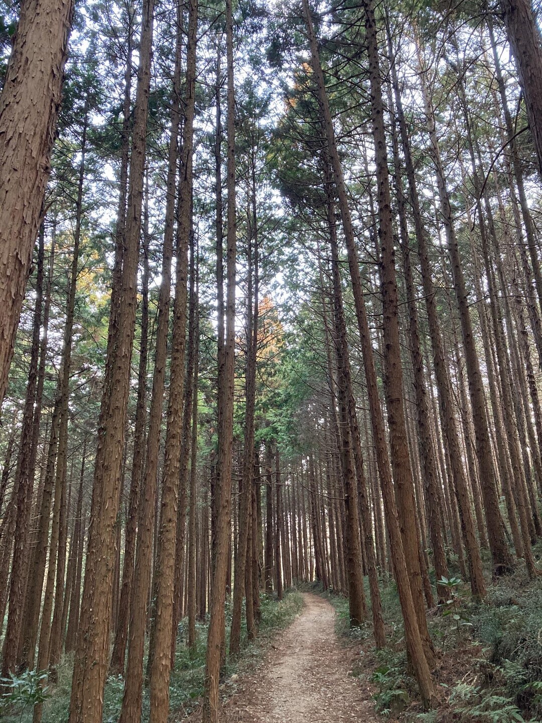 R5 3/5 宝篋山 山口→新寺 / mareさんの宝篋山・富岡山の活動データ | YAMAP / ヤマップ