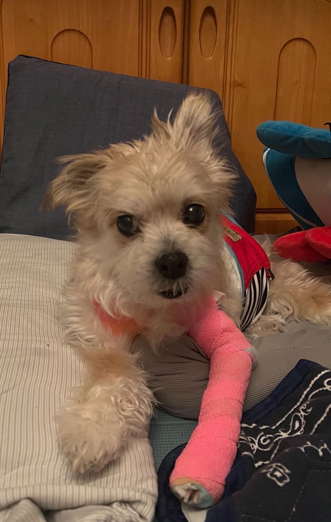 愛犬🐶のこと。 うちの子はマルチーズと... / Harukiさんのモーメント | YAMAP / ヤマップ