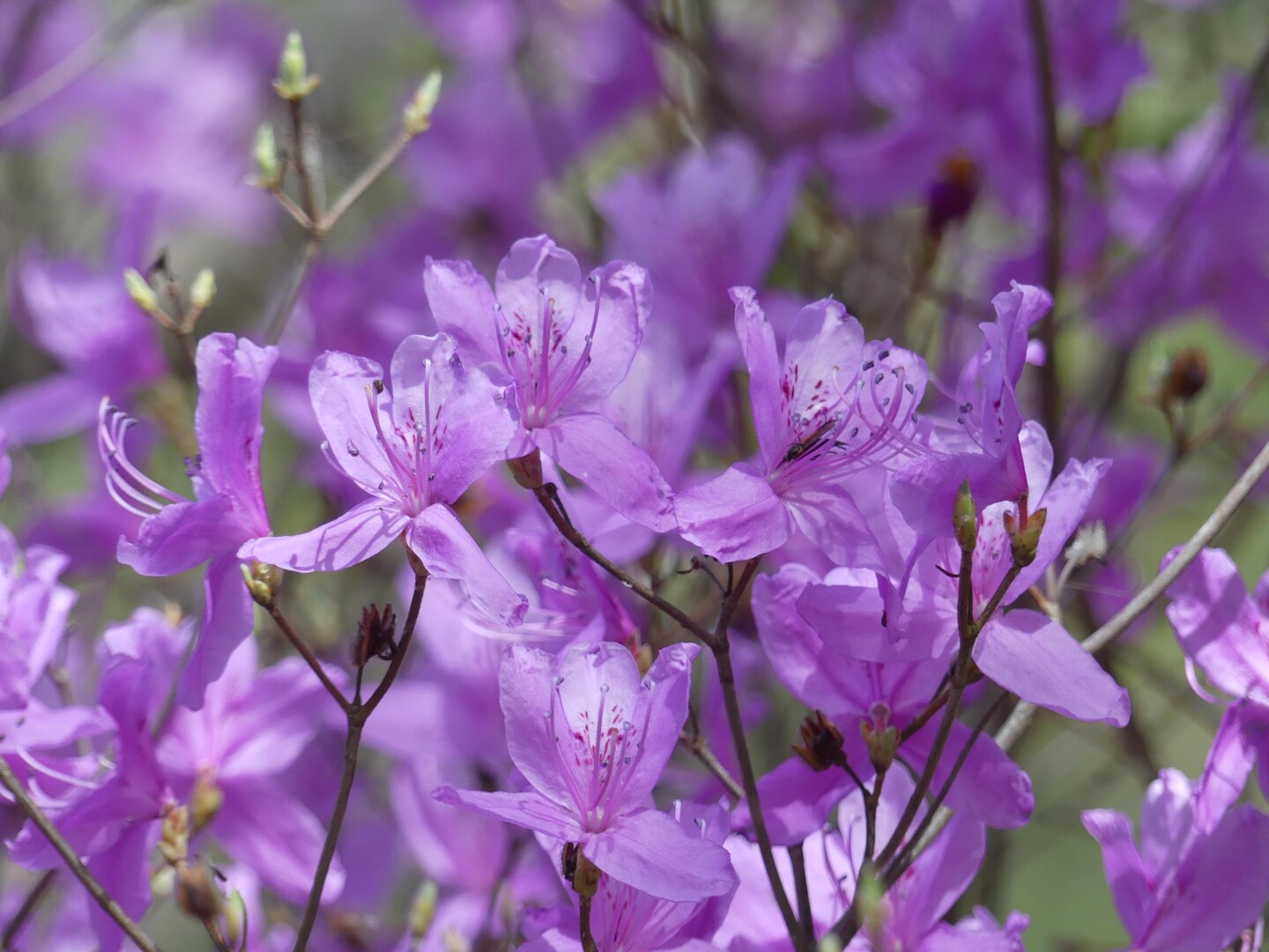 大狩山（ひろしま北里山キングパート3） / KAZU3さんの大狩山の活動データ | YAMAP / ヤマップ