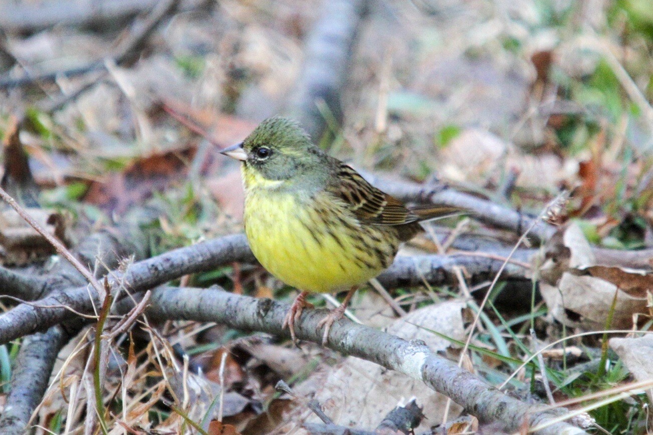 撮りためた鳥Part2 アオジ、ルリビタ... / mayoさんのモーメント | YAMAP / ヤマップ