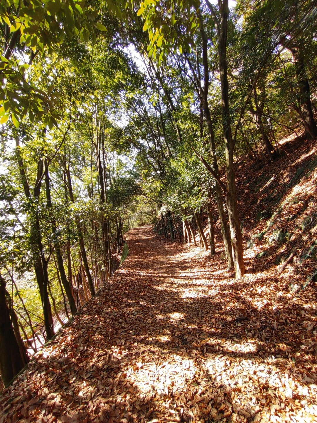 トレイルランナーズカップ大阪箕面 7kmコースの試走！ / KKさんの六個山・鉢伏山・明ヶ田尾山・五月山の活動データ | YAMAP / ヤマップ