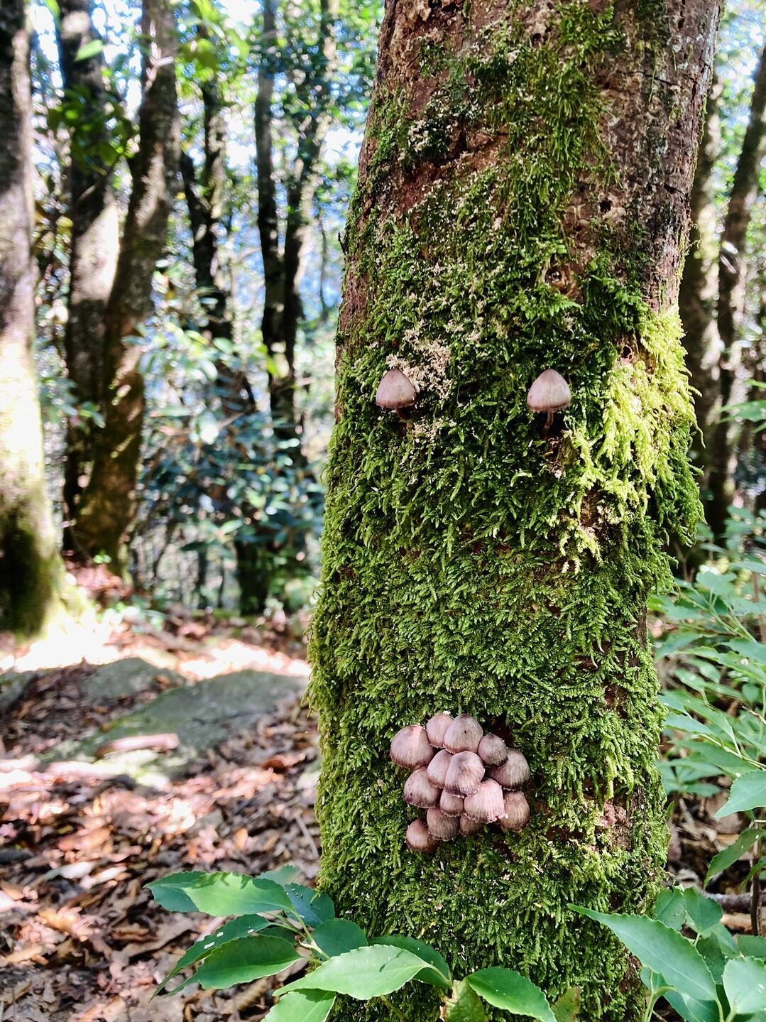 🌳林の間抜け顔 / wara2さんのモーメント | YAMAP / ヤマップ