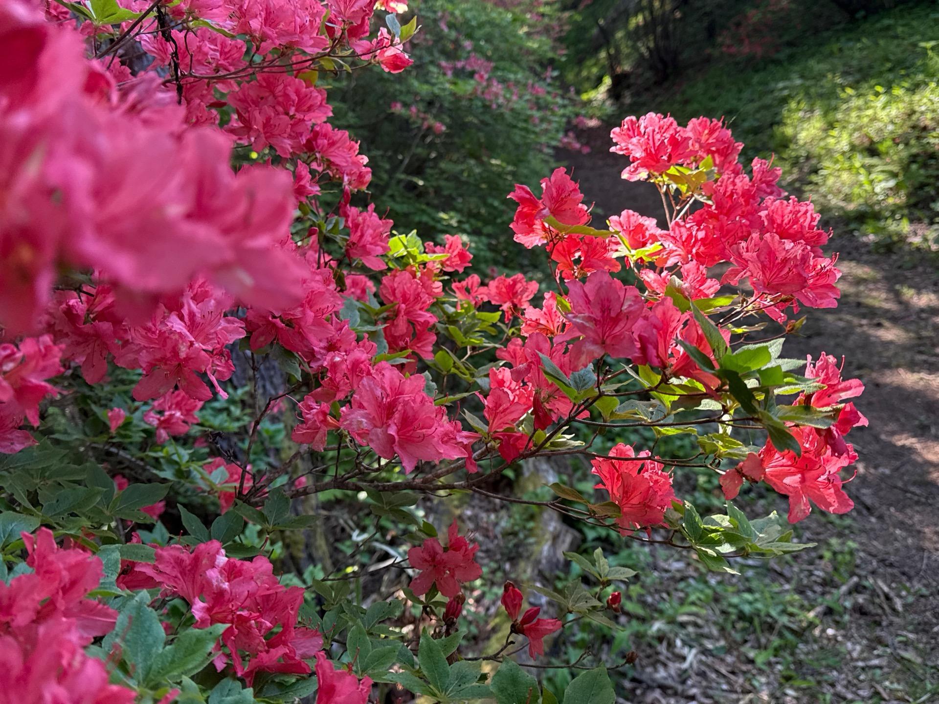 徳仙丈山へちょっと寄り道 / ischanさんの徳仙丈山の活動データ | YAMAP / ヤマップ