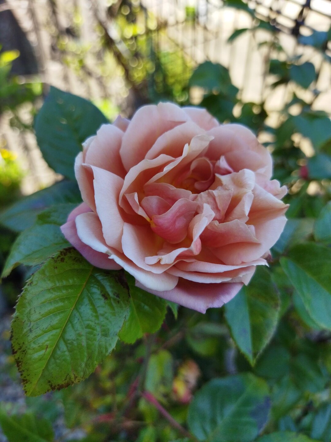 お家のバラが咲きました 昨年、ちょっぴ... / おだや〜p(^-^)qさんのモーメント | YAMAP / ヤマップ