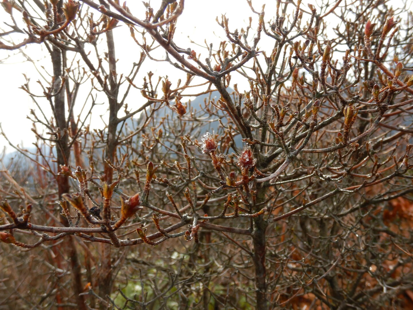 笹岳（三峰）久しぶりに行きました / S.nekoさんの多良岳・経ヶ岳・五家原岳の活動データ | YAMAP / ヤマップ