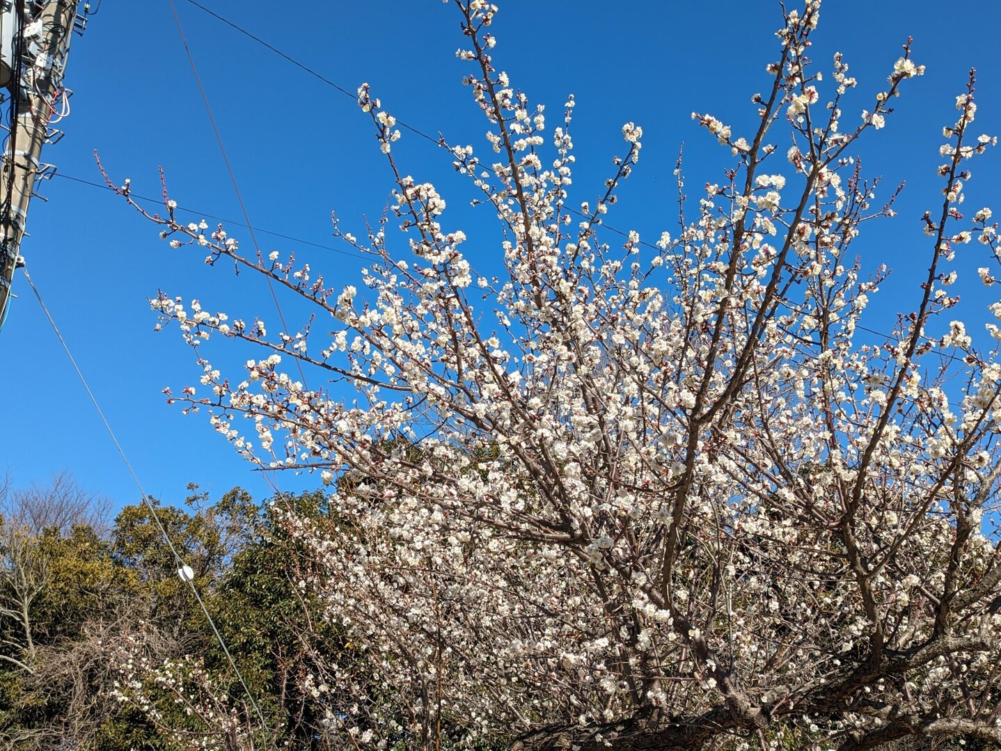 今日は有給です / まさやん(袖)さんのウォーキングの活動データ | YAMAP / ヤマップ