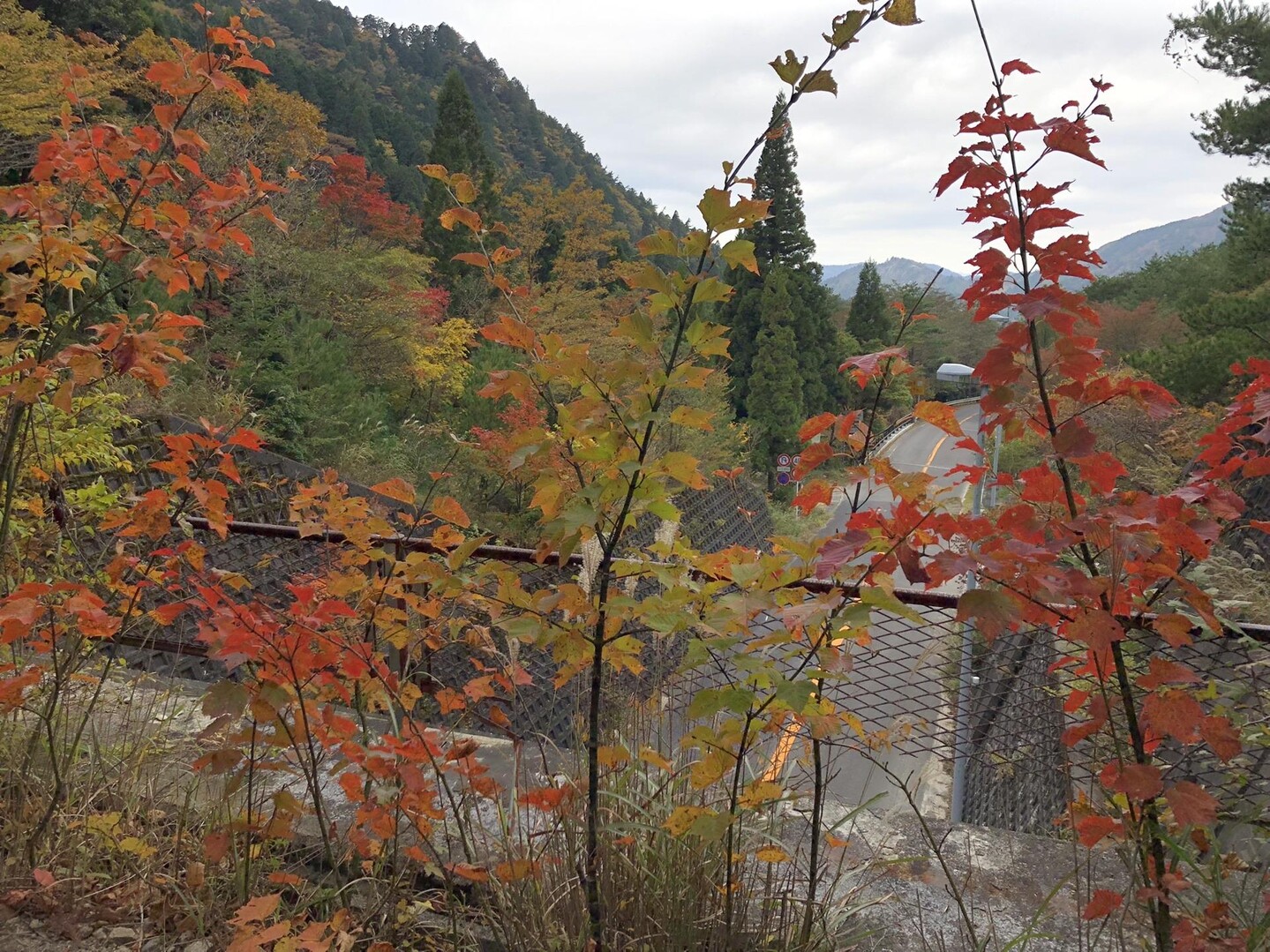 武平峠の紅葉🍁 / Nandoさんのモーメント | YAMAP / ヤマップ