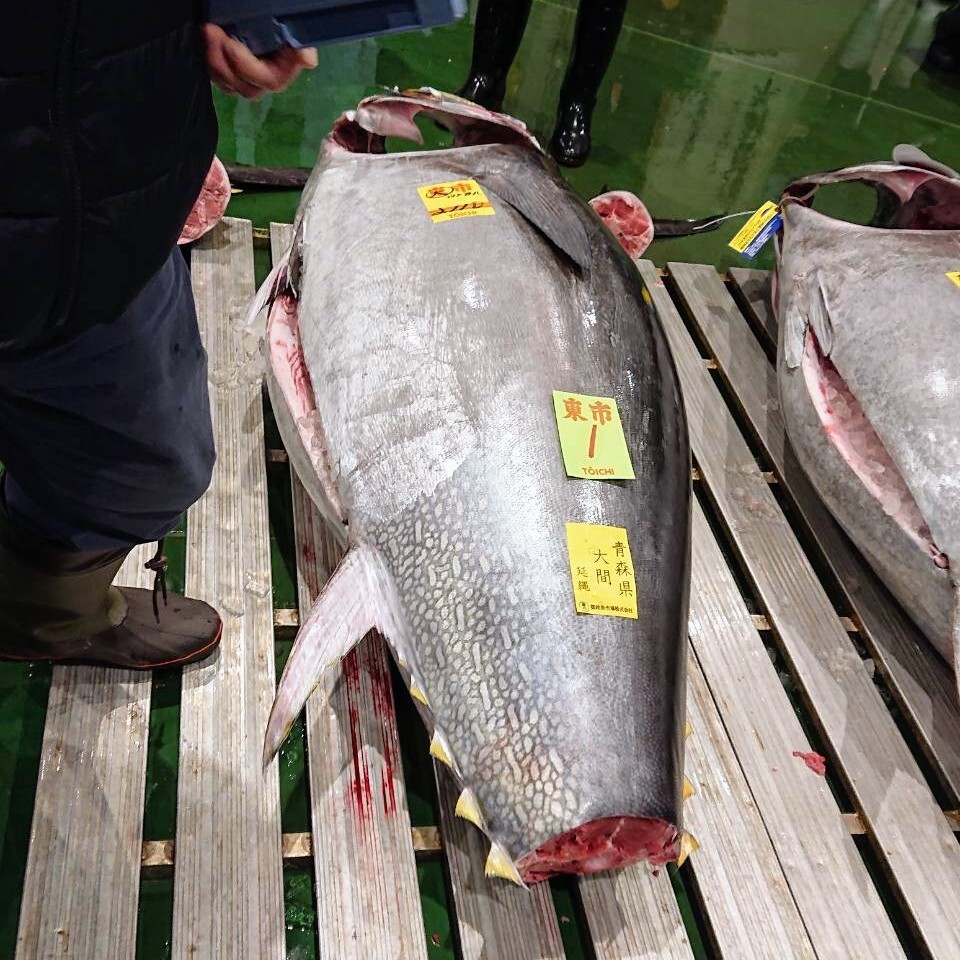 初競りマグロ、、。 / tsuj28さんのモーメント | YAMAP / ヤマップ