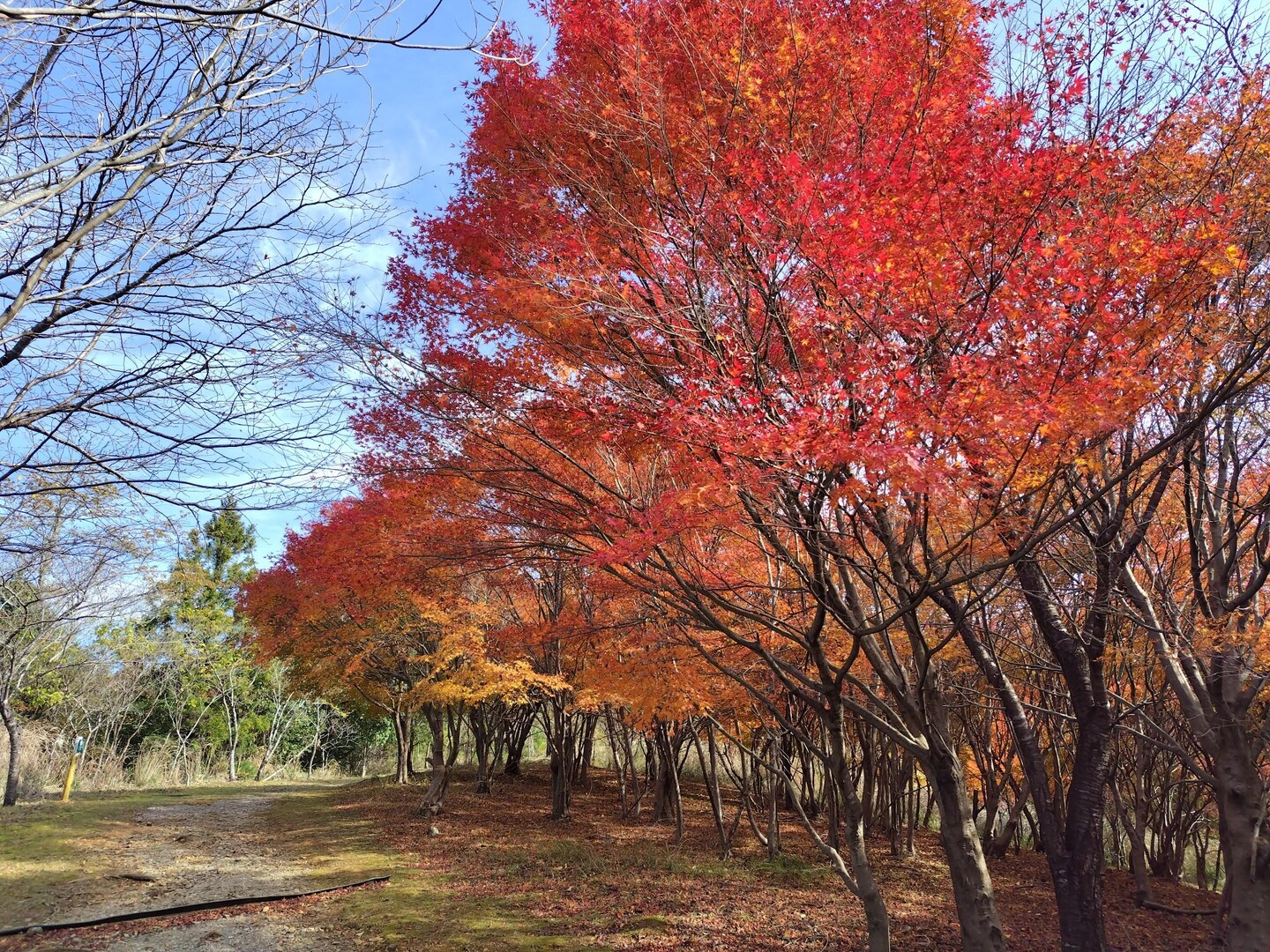 観音山 / CB-Genさんの観音山の活動データ | YAMAP / ヤマップ