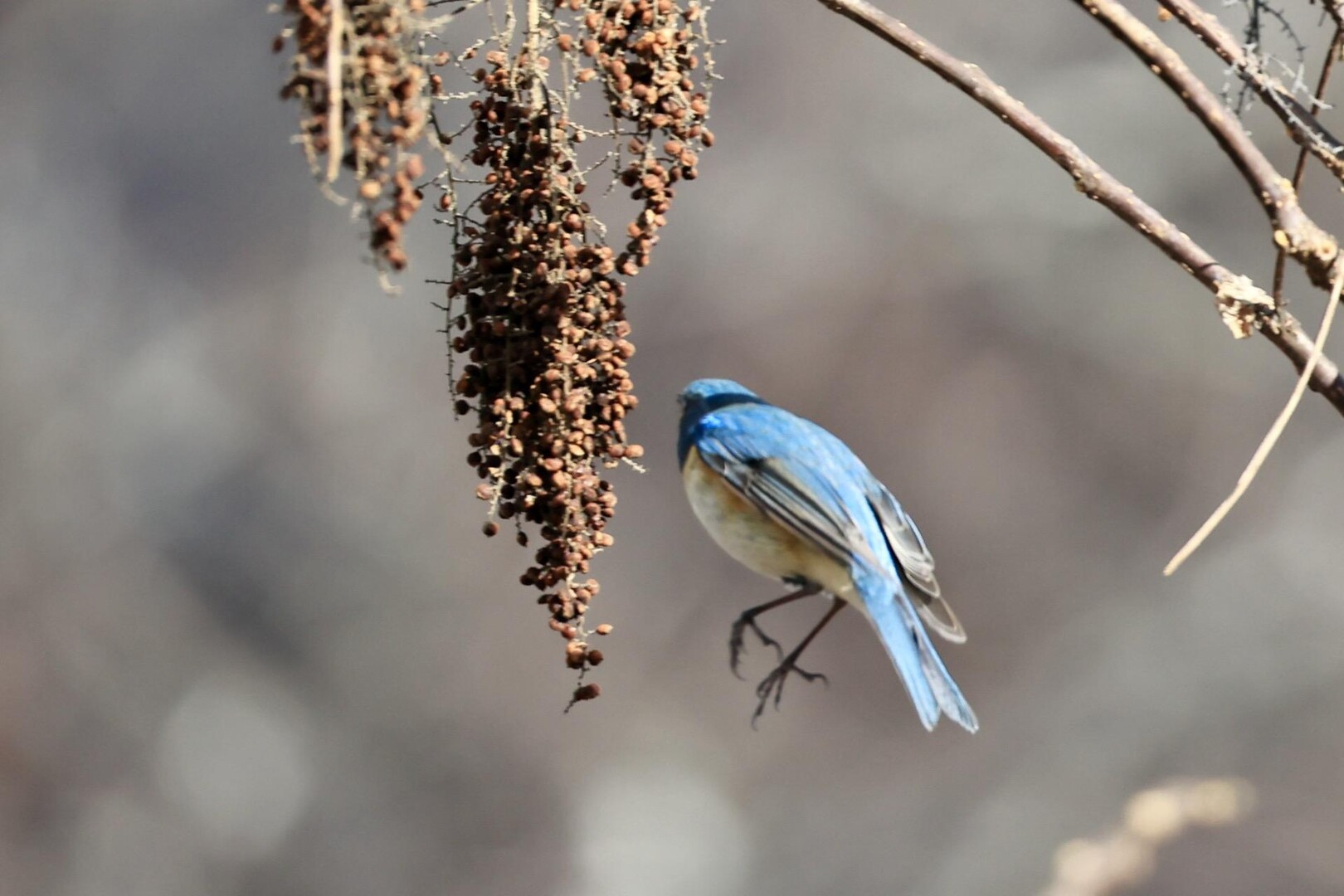 今日の鳥活🐦⸒⸒Vol.48 気温0~... / 信さん家(ち)さんのモーメント | YAMAP / ヤマップ