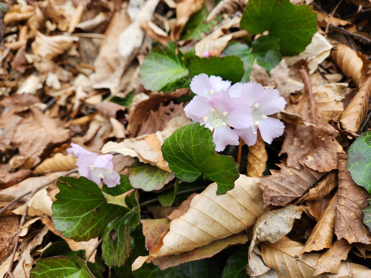 仲間の一人は春の狩りへ。 仲間の一人は春... / miiさんのモーメント | YAMAP / ヤマップ