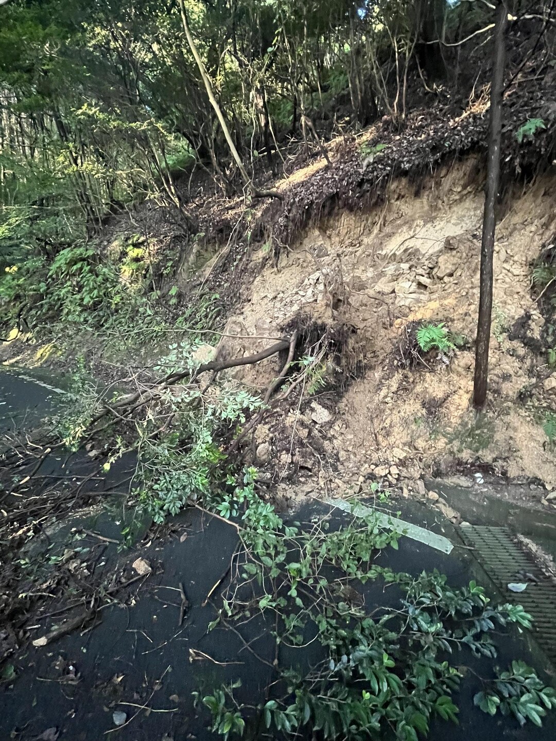 井野山-2023-7-11(72) / kaz@Tak2さんの井野山の活動データ | YAMAP / ヤマップ