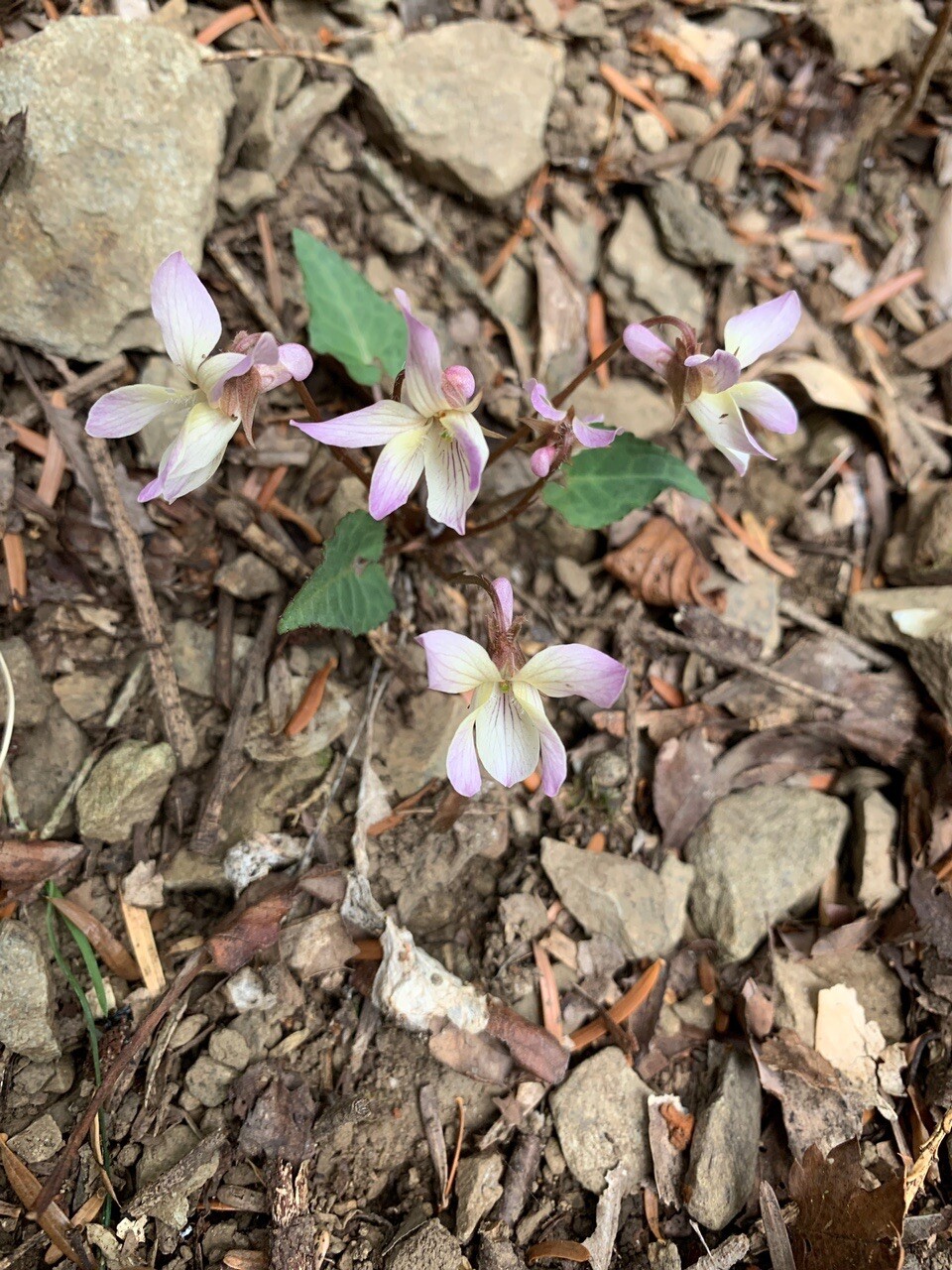 すみれLOVE 今日はある場所でヒナスミ... / Atto-Rieさんのモーメント | YAMAP / ヤマップ