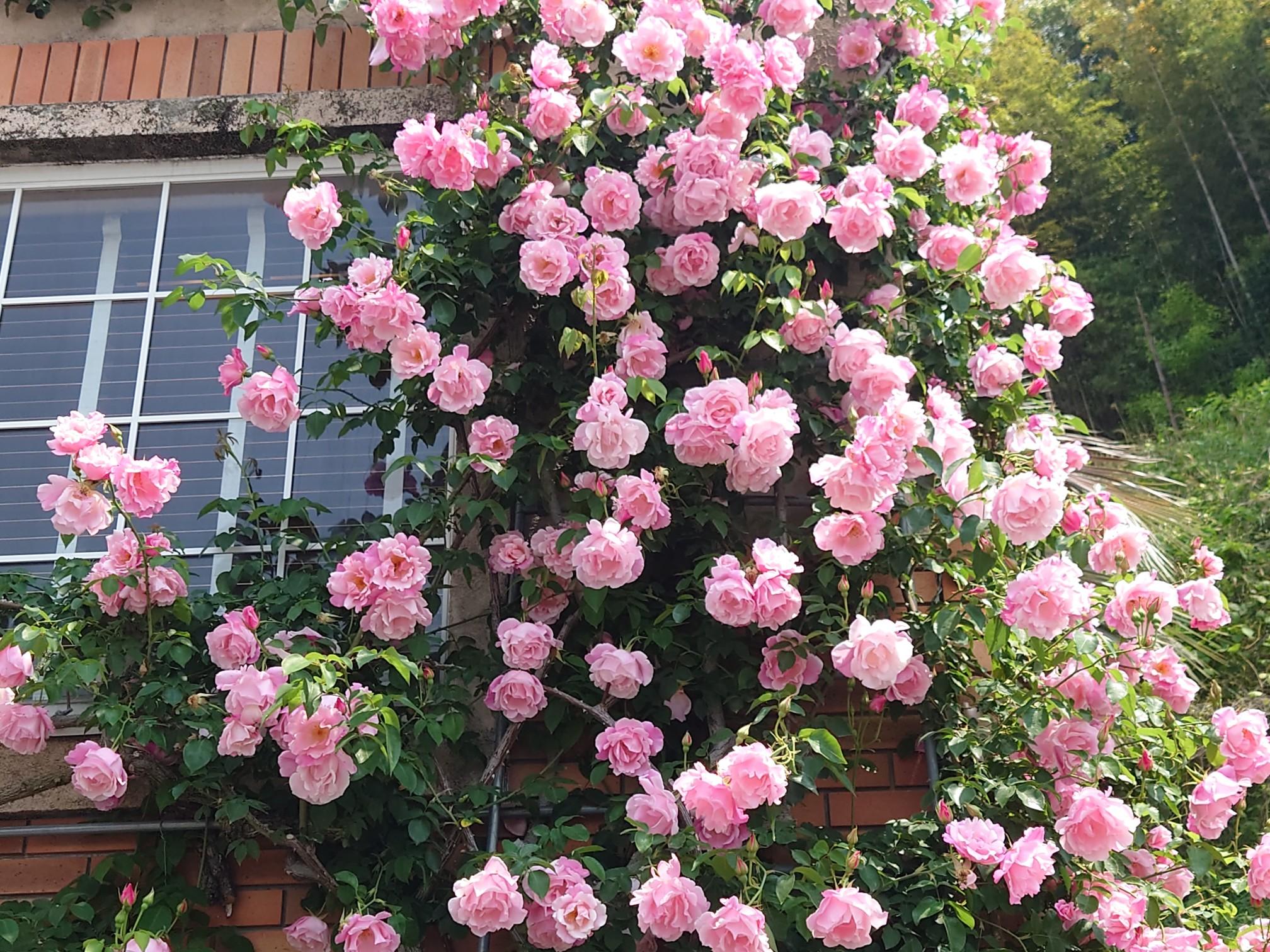 光市冠山総合公園で薔薇🌹🌿鑑賞 五... / Bobにゃんさんのモーメント | YAMAP / ヤマップ