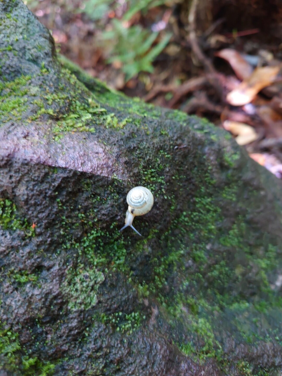 開聞岳 / 🔰 mochaさんの開聞岳の活動データ | YAMAP / ヤマップ