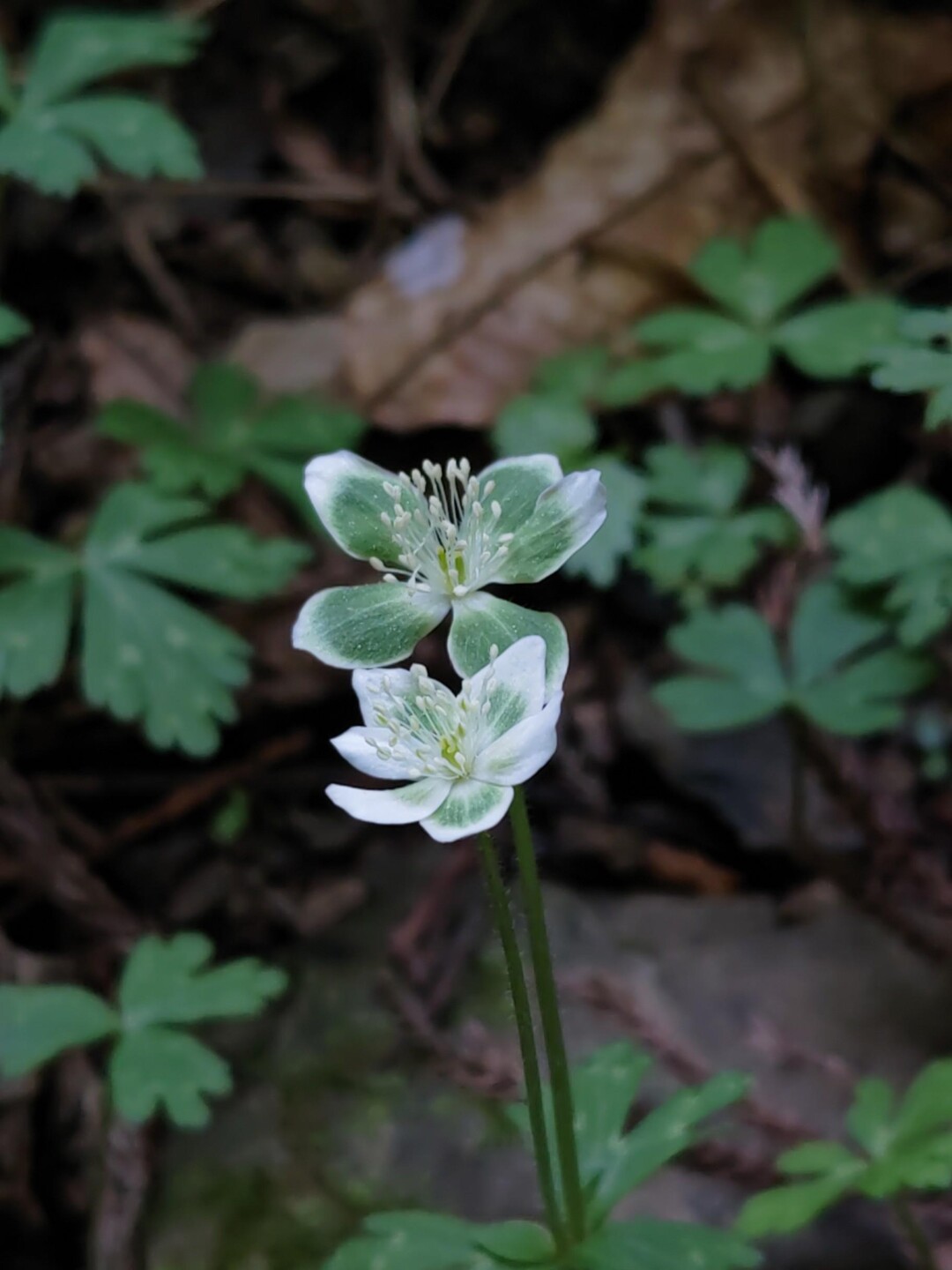 去年初めて見てから一目惚れしたミドリニリ... / koroponさんのモーメント | YAMAP / ヤマップ