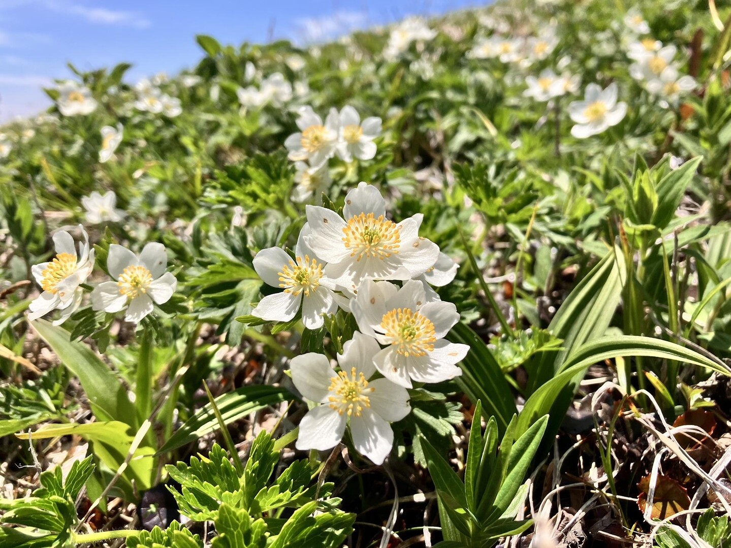 🌸天空のお花畑🌸〜平標山・仙ノ倉山 / tatさんの仙ノ倉山・平標山・大源太山の活動データ | YAMAP / ヤマップ