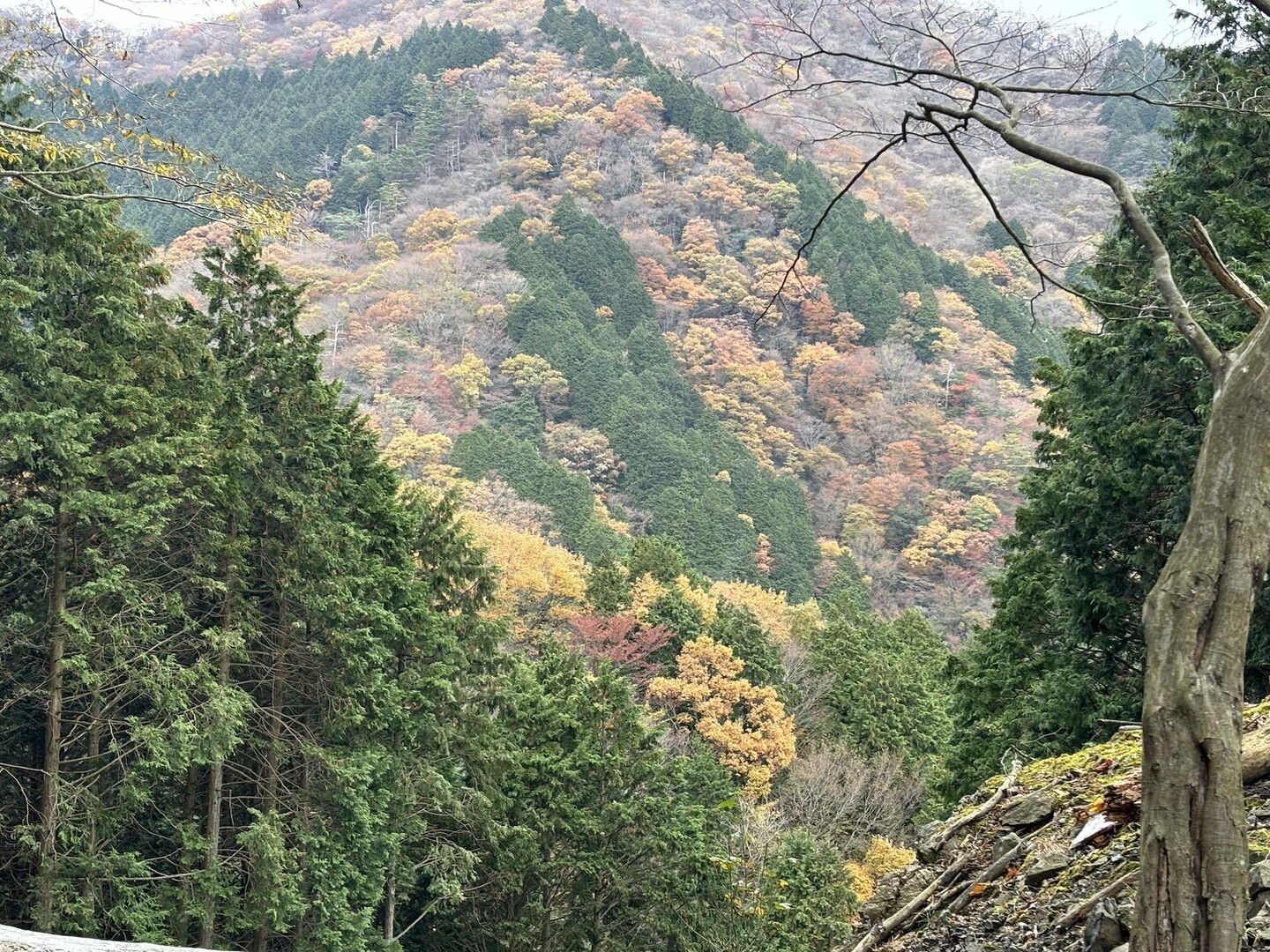 志津山・養老山・小倉山・北尾根P826峰 / kazuさんの多度山・美濃松山・石津御嶽の活動データ | YAMAP / ヤマップ