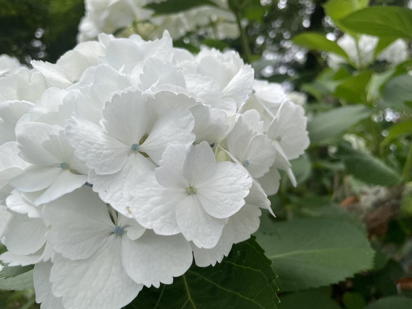 浅間山・権現山・弘法山・吾妻山 / naokoさんの弘法山の活動データ | YAMAP / ヤマップ