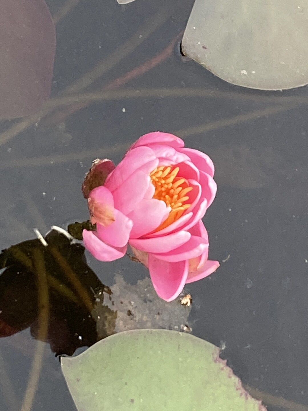 Lotus my favorite220... / yellowさんのモーメント | YAMAP / ヤマップ