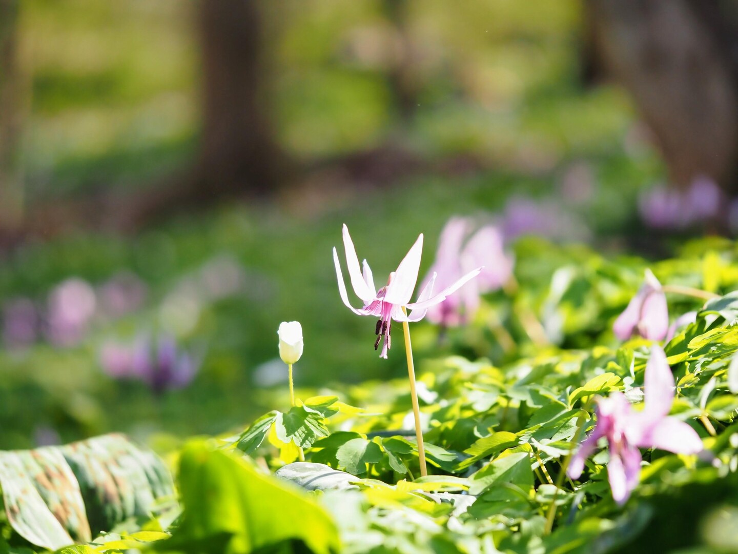 三毳山（青竜ヶ岳） / fujihiroさんの三毳山の活動データ | YAMAP / ヤマップ